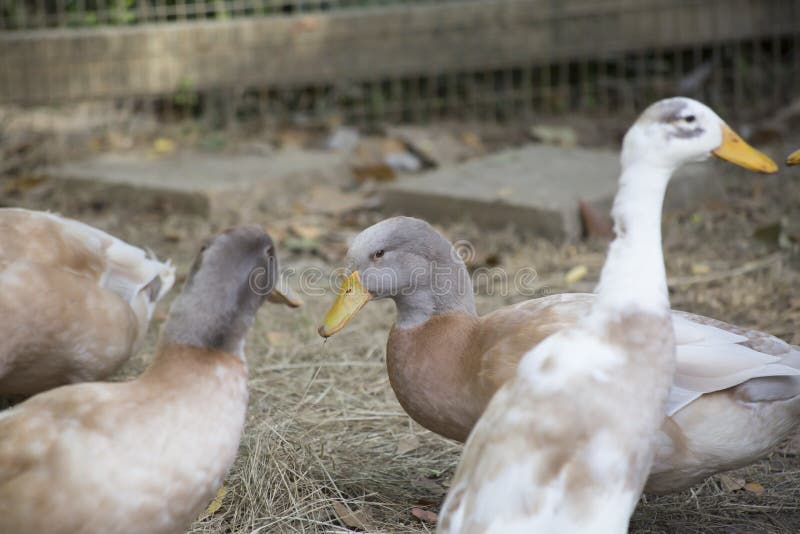 Indian Runner Ducks stock photo. Image of field, feathers - 87055752