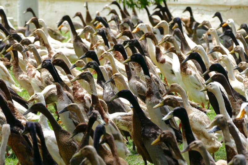 Indian runner ducks stock image. Image of flock, runner - 80089453