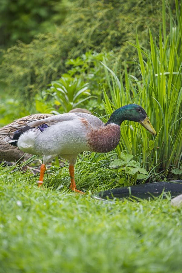 Indian runner ducks stock image. Image of domestica, bird - 71558553