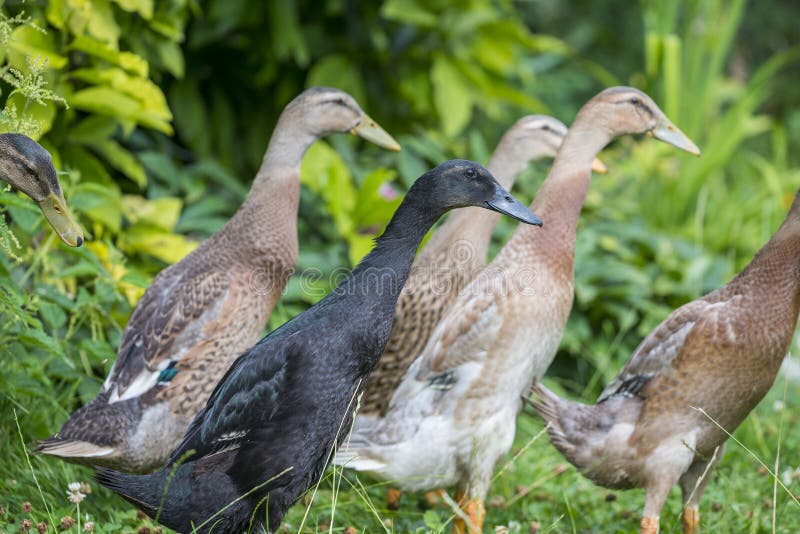 Indian Runner Ducks in the Garden Stock Image - Image of anas, female ...