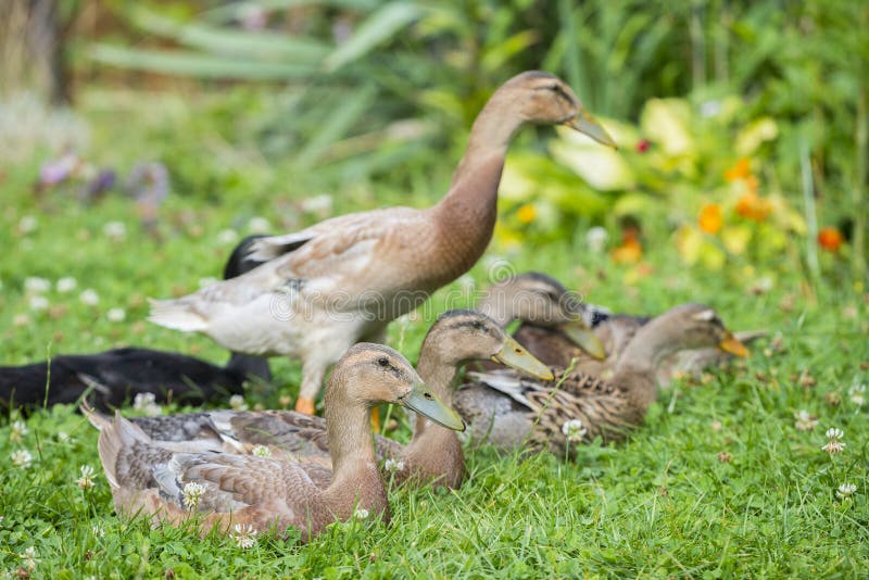 Indian Runner Ducks in the Garden Stock Photo - Image of meadow, green ...