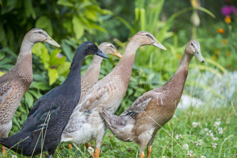 Male And Female Indian Runner Ducks Stock Image - Image of full, nobody ...