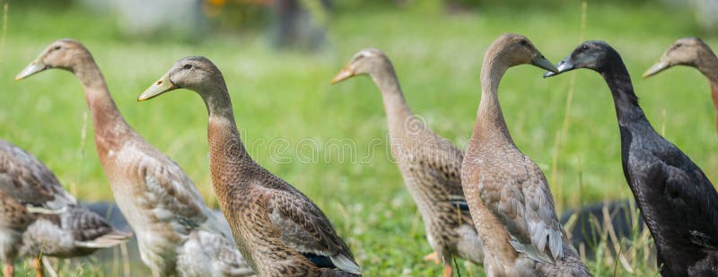 Indian Runner Ducks in the Garden Stock Image - Image of grass, farming ...
