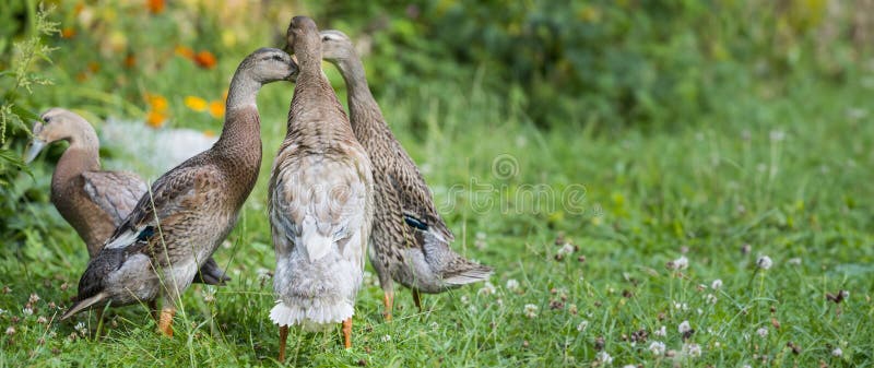 Indian Runner Ducks in the Garden Stock Photo - Image of duck ...