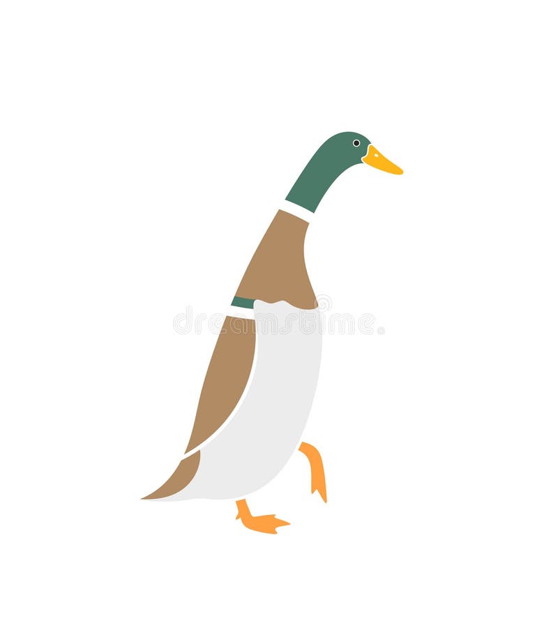 Indian Runner Ducks Silhouette. Isolated Indian Runner Ducks on White ...