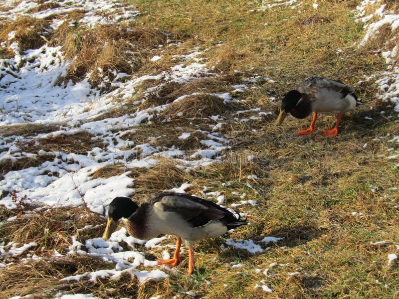 Indian runner ducks stock photo. Image of natural, lawn - 205894810