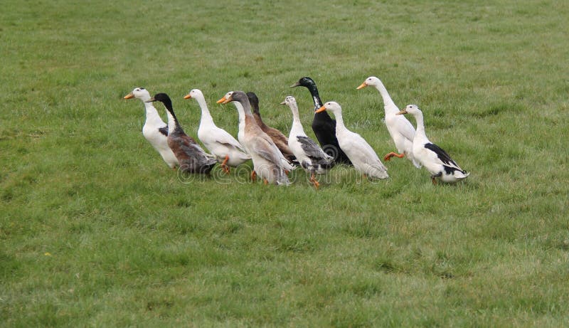 Running Ducks stock image. Image of escape, village, drake - 21383951