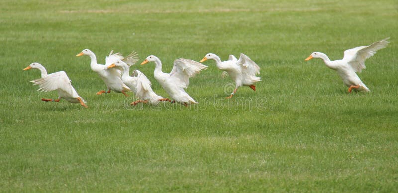 Indian Running Ducks. stock image. Image of wetland - 365063829