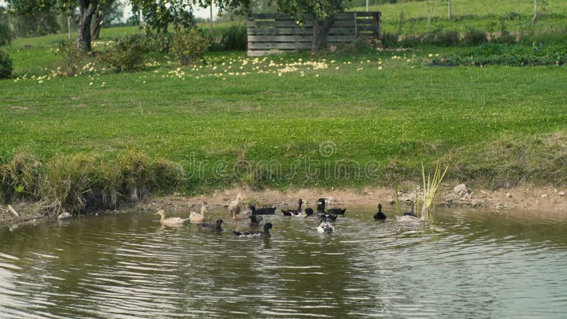 Indian Running Ducks in a Pond Stock Video - Video of outdoor, pond ...