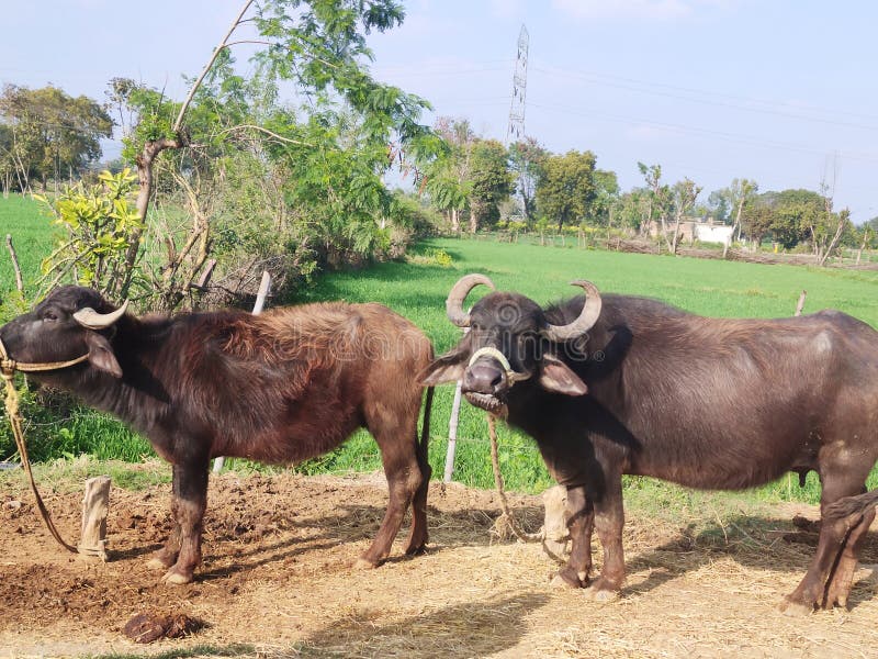Indian Rural Life Cows and Buffalo Stock Image - Image of buffalo ...