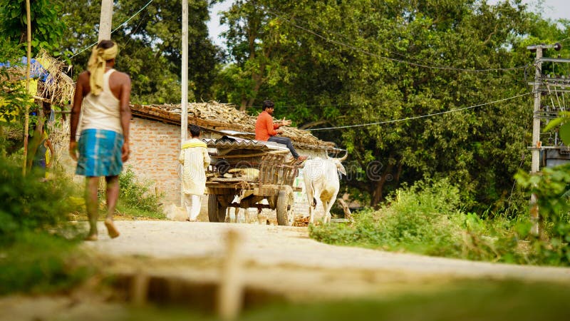 Indian Rural Man on Bailgaadi Editorial Image - Image of haryana, women ...