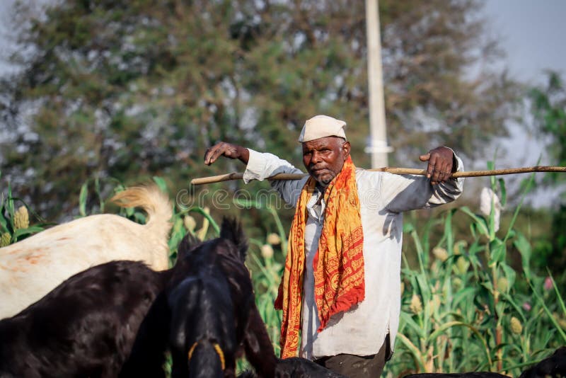 Indian Rural Men Herding Flock of Sheep Editorial Photography - Image ...