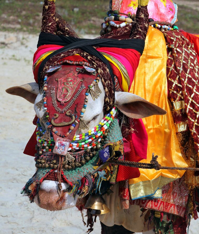 Indian Sacred Cow on the Beach Stock Image - Image of mammal, beads ...