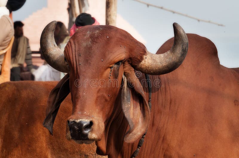 Indian sacred cow stock image. Image of sacred, varanasi - 54808245