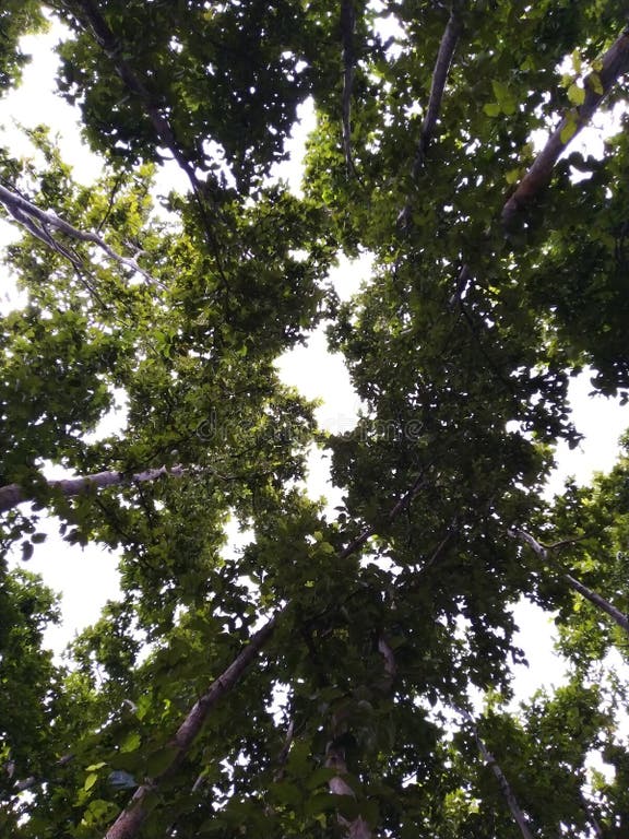 Indian Sal Tree Forest stock image. Image of indian - 195989899