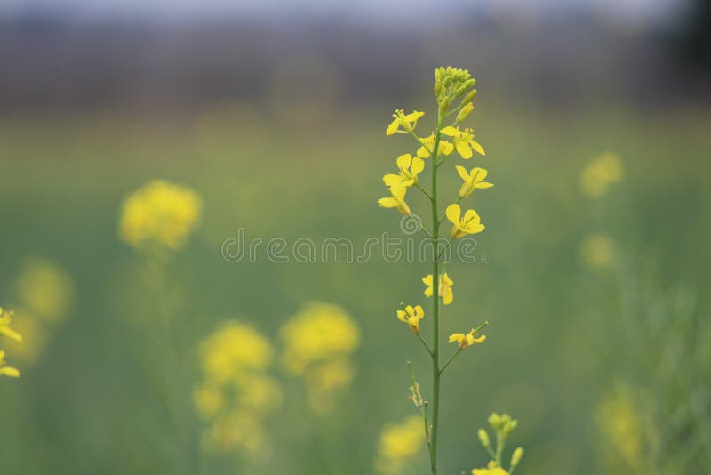 Indian Sarson Fool and Wallpaper Background Stock Image - Image of ...