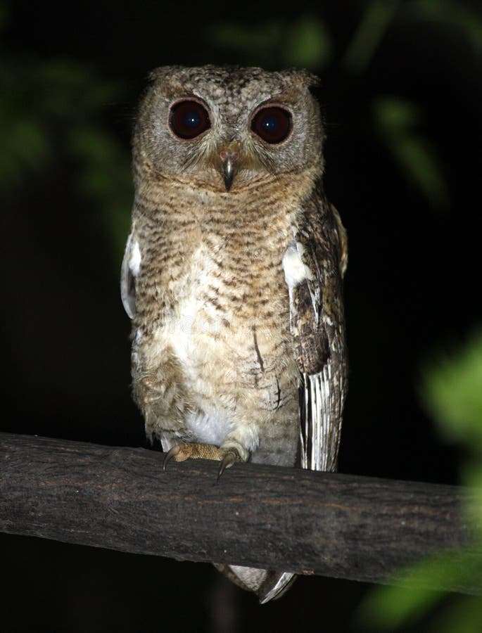 Indian Scops Owl (Otus Bakkamoena) Perched on a Tree Branch in the Dead ... Indian Scops Owl (Otus Bakkamoena) Perched on a Tree Branch in the Dead ...
