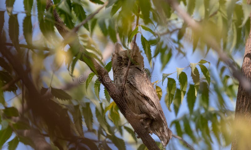 Indian Scops Owl or Otus Bakkamoena Portrait Perched on Branch in a ...