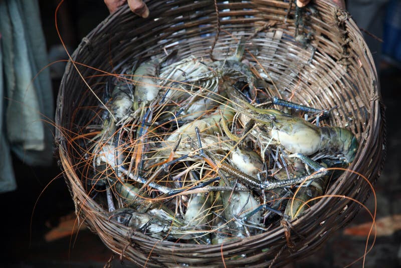 419 Indian Crab Fresh Photography Stock Photos - Free & Royalty-Free ...