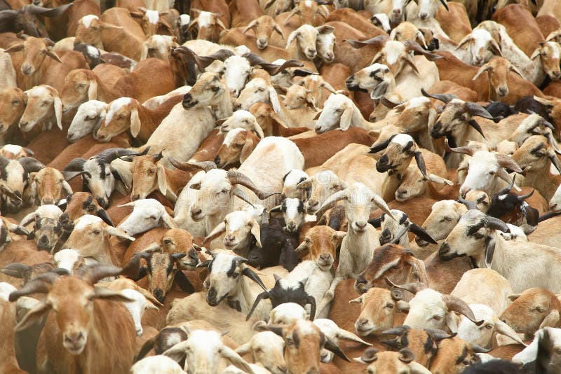 The Indian sheep stock photo. Image of view, ship, indian - 96449846