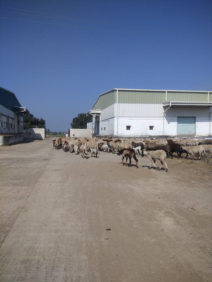 Indian sheep in Village stock image. Image of village - 171891981