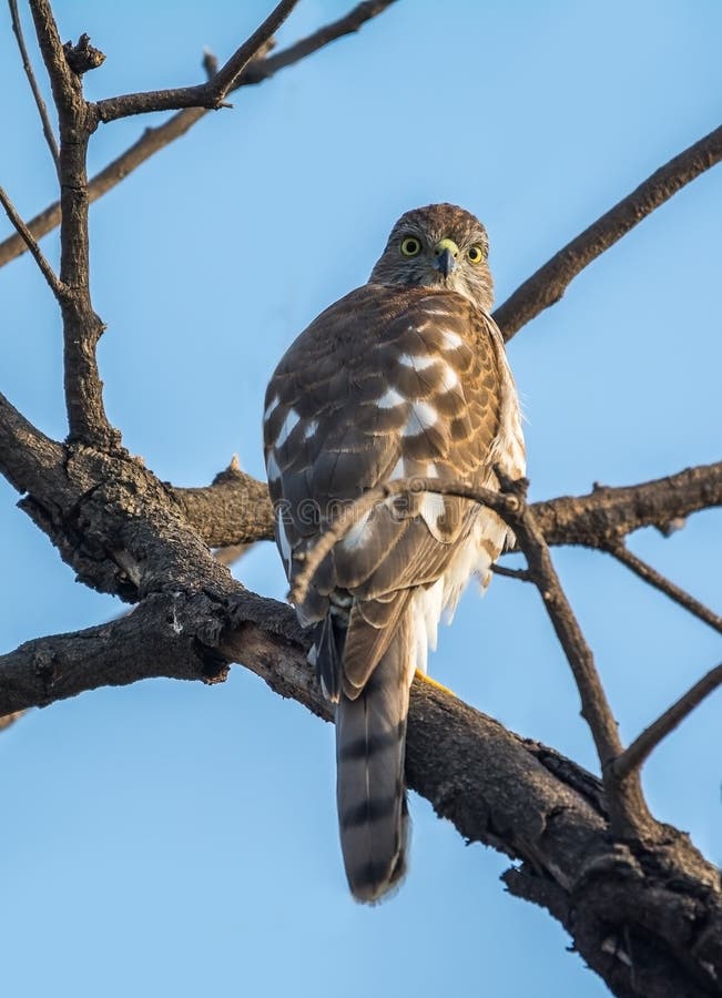 Shikra Bird, Natural, Nature Stock Photo - Image of hunt, bird: 165221416