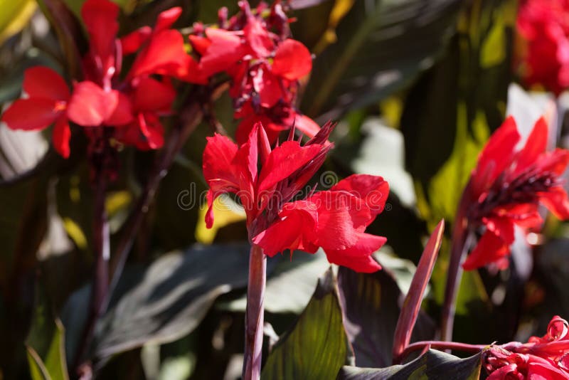Indian shot Canna indica stock image. Image of gardening - 125366753
