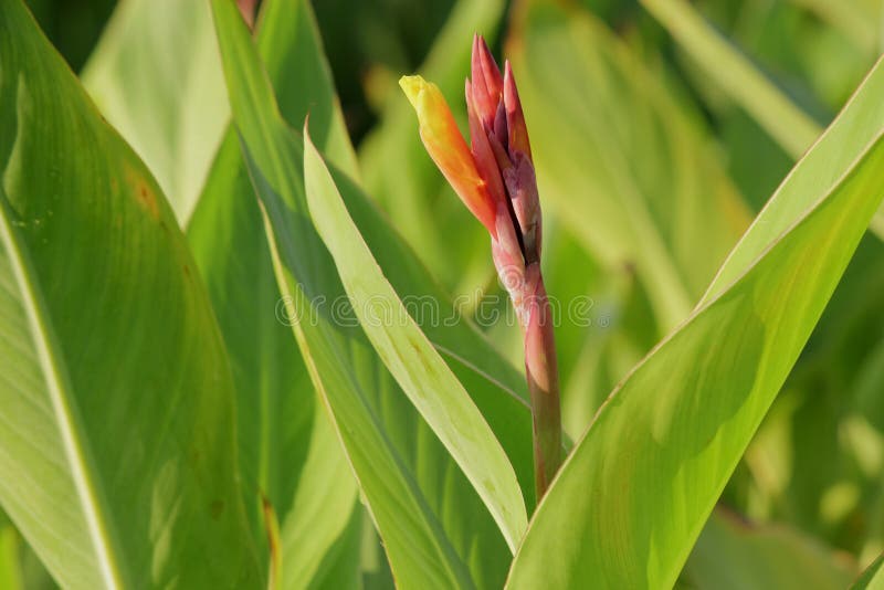 Indian shot, Canna stock image. Image of open, plant - 42284133
