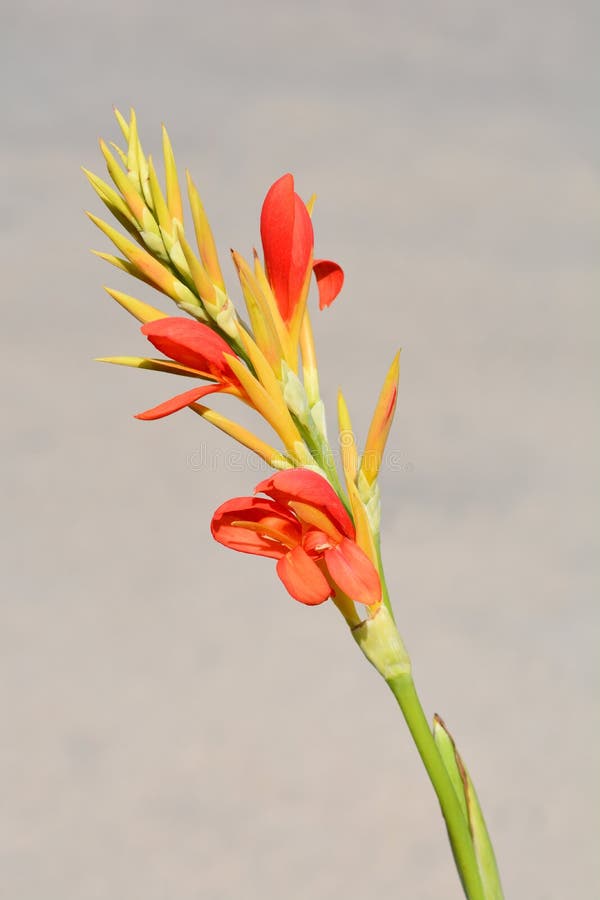 Indian shot stock image. Image of botany, indian, sierra - 137920439