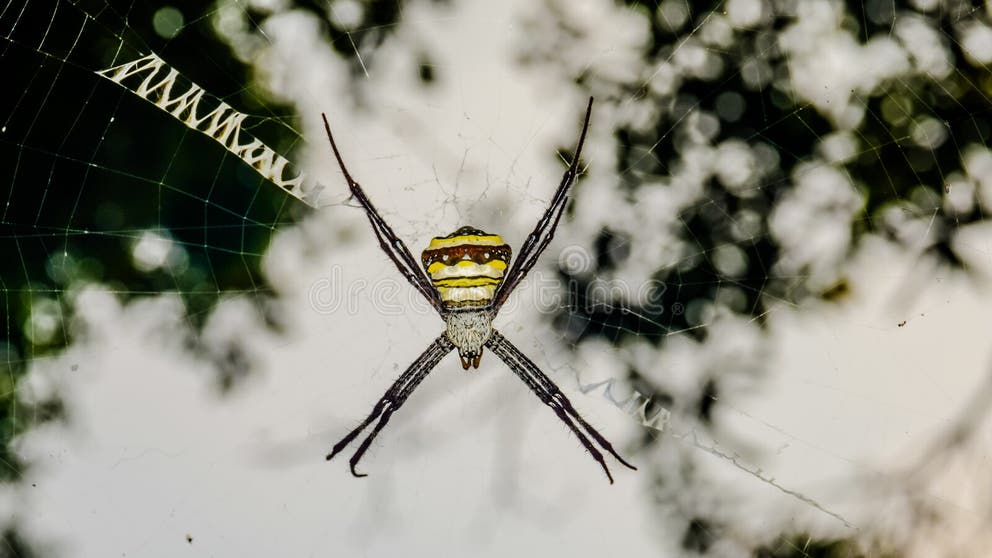 Indian Signature Spider stock image. Image of beauty - 92318775