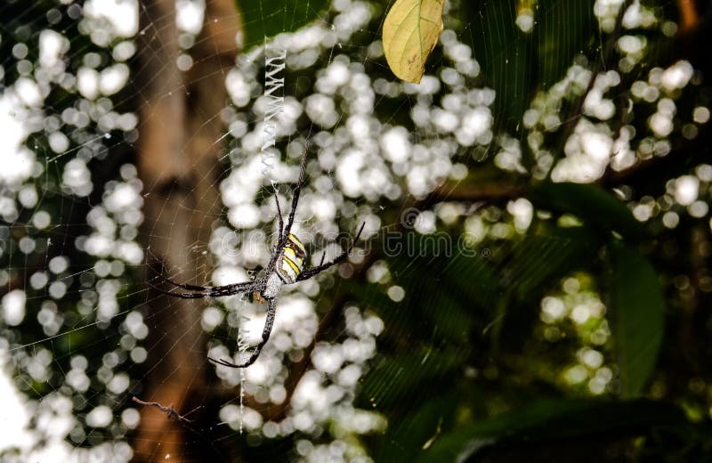 Indian Signature Spider stock photo. Image of wildlife - 93497524