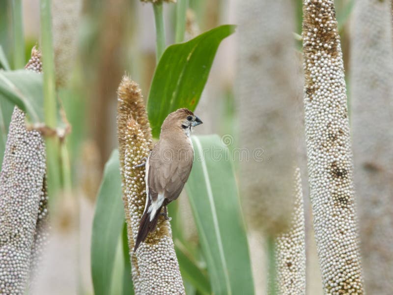 Indian silver bill bird stock image. Image of beak, bill - 134685685