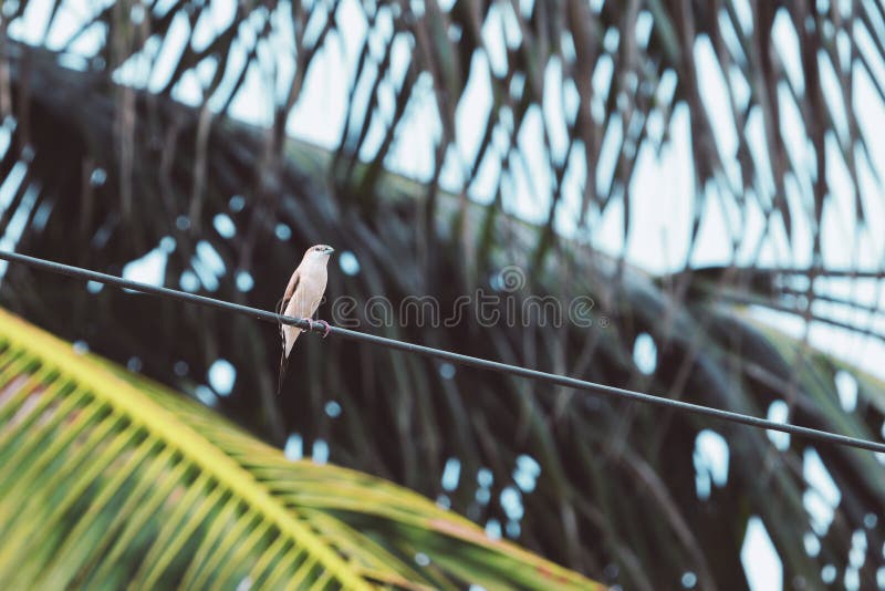 Indian Silverbill Bird on the Wire with Coconut Tree Background ...