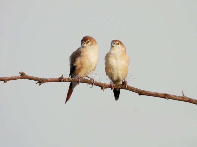 Indian Silverbills Sitting on a Branch Stock Image - Image of branch ...
