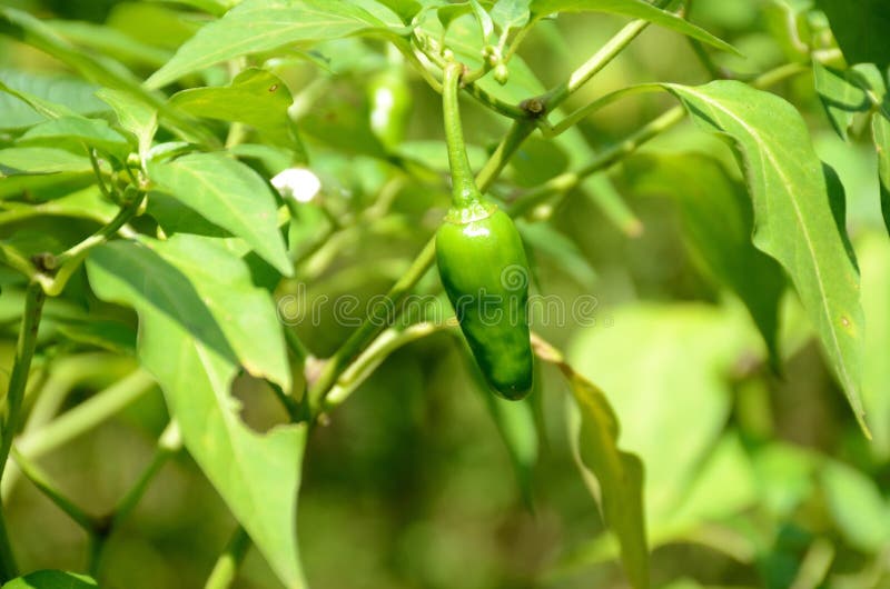 The Indian Single Chilly Plant Grean. Stock Image - Image of beatiful ...