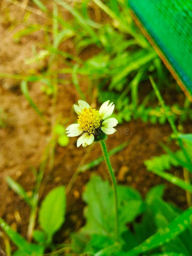 INDIAN SMALL GRASS FLOWER YELLOW WHITE Stock Photo - Image of yellow ...