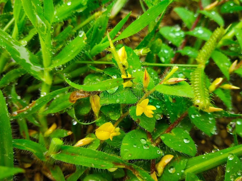 INDIAN SMALL GRASS FLOWER YELLOW Stock Image - Image of grass, water ...