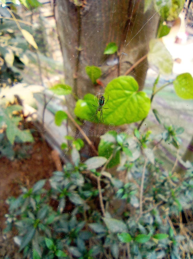 Indian small green spider stock image. Image of nest - 209698701