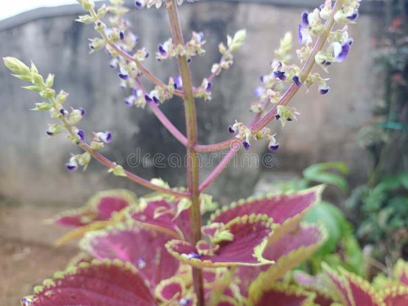 Indian Small Size Flower Closeup View Stock Image - Image of petal ...