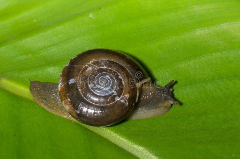 Indian Snail stock image. Image of helix, slimy, motion - 76443737