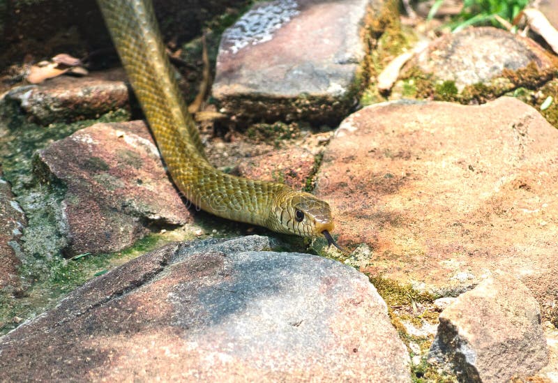 Indian Snake Bite stock photo. Image of drab, poison - 28445576
