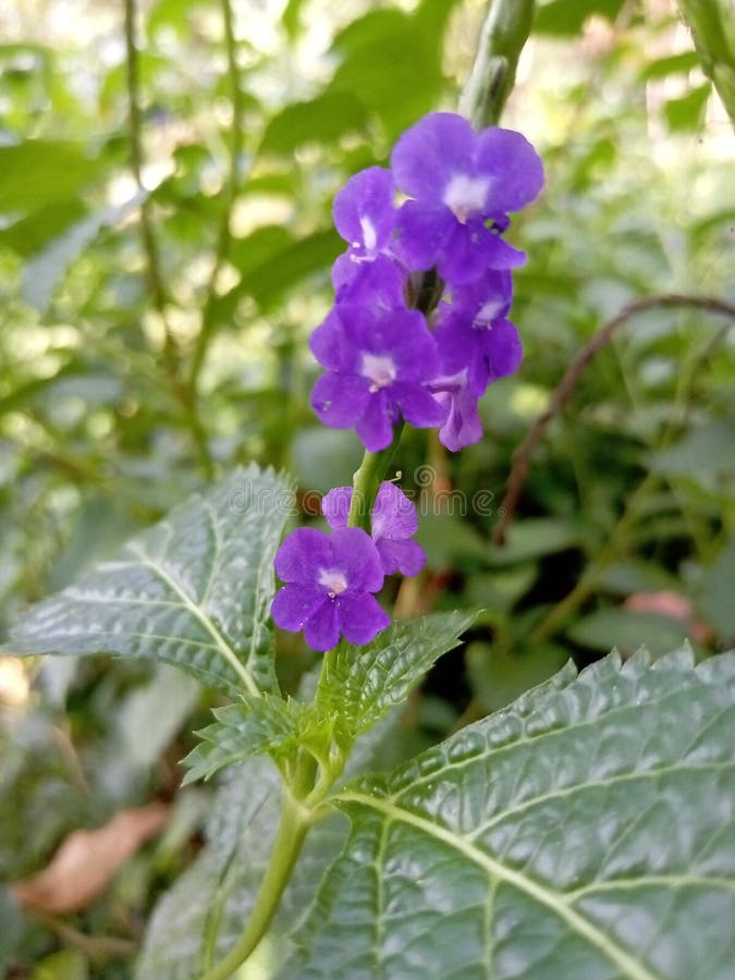 Indian Snakeweed stock photo. Image of terrestrial, hairy - 262836294