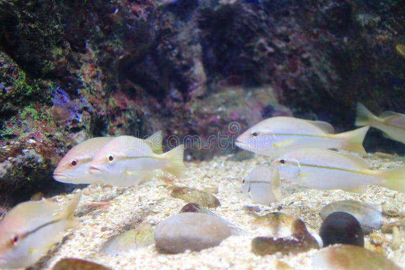 Indian snapper fish stock photo. Image of aquarium, fish - 58383494