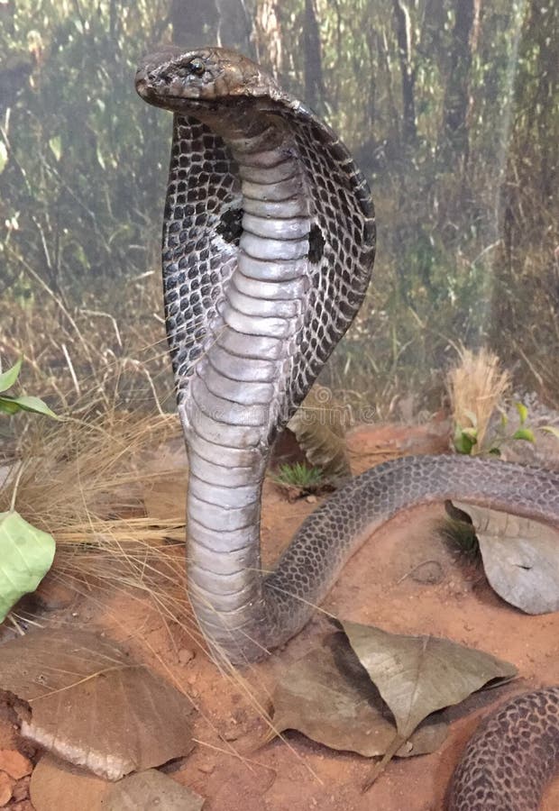 Spectacled cobra stock image. Image of serpent, thiruvananthapuram ...