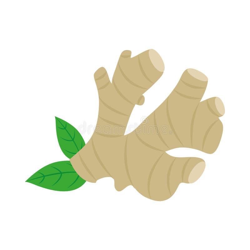 Indian Spice Ginger Root Fresh Stock Photo - Image of ginger, kitchen ...