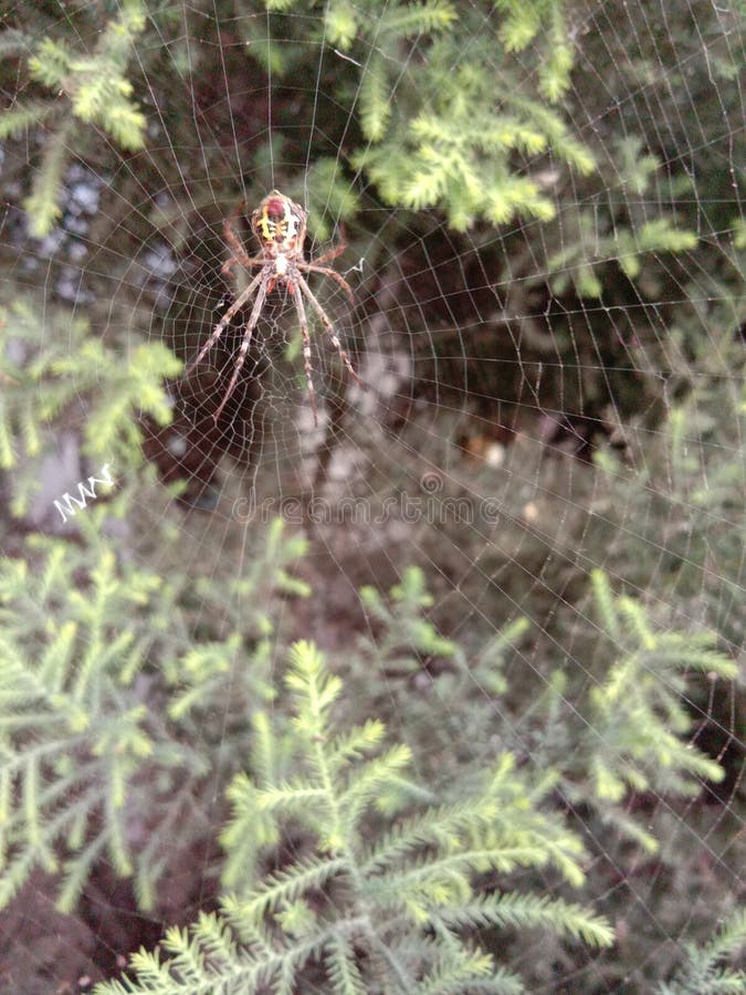 Indian Spider Build it& X27;s Own Web Myself Stock Image - Image of ...