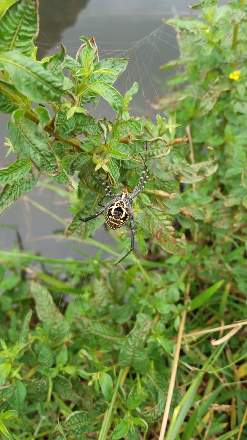 Spider stock photo. Image of ghar, indian, spider, photograph - 124445584