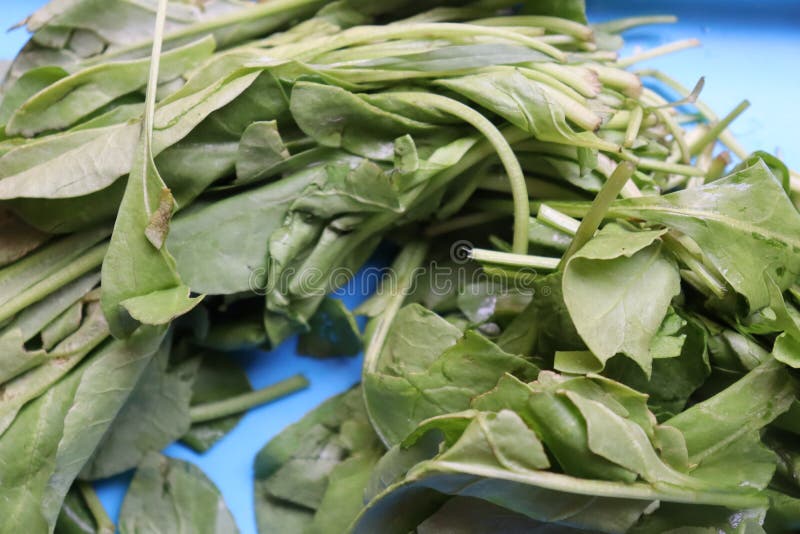Indian Spinach Leaves Served in Traditional Bowl Stock Image - Image of ...