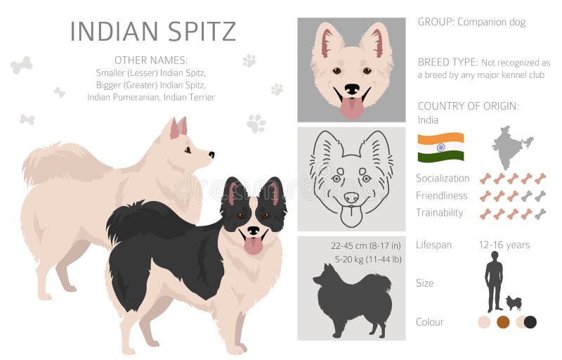 Indian Spitz Clipart. Different Poses, Coat Colors Set Stock Vector ...