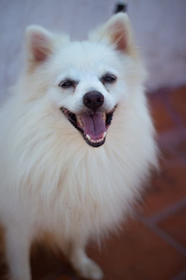 Indian Spitz Dog Posing stock image. Image of posing - 250688411
